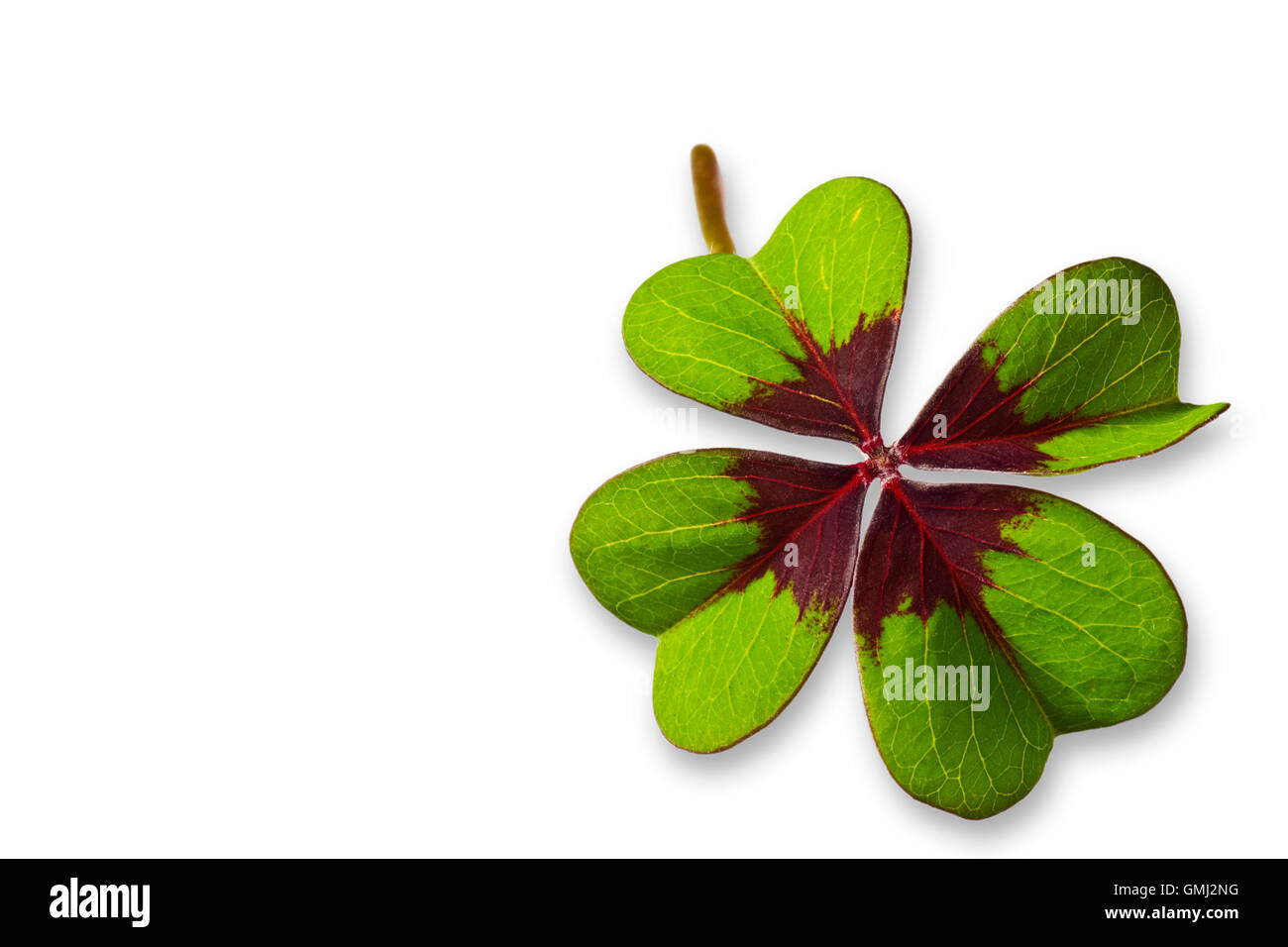 Four Leaf Clover isolated on white background Stock Photo - Alamy