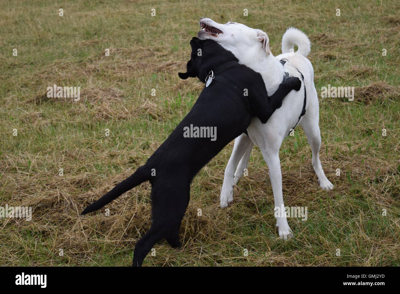 Black dog and white dog play-fighting on a meadow, Berlin, 2016 Stock ...