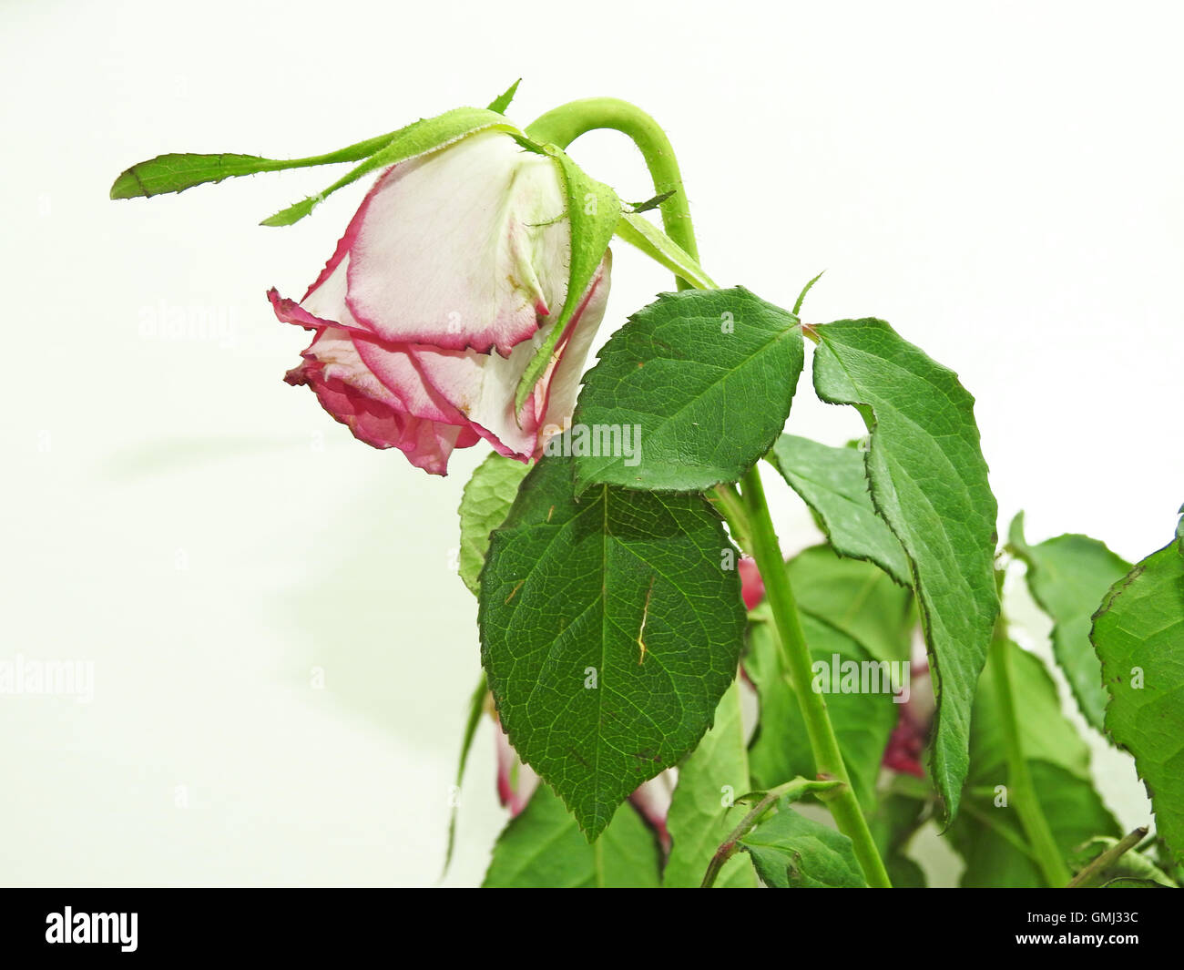 Withered red roses Stock Photo - Alamy