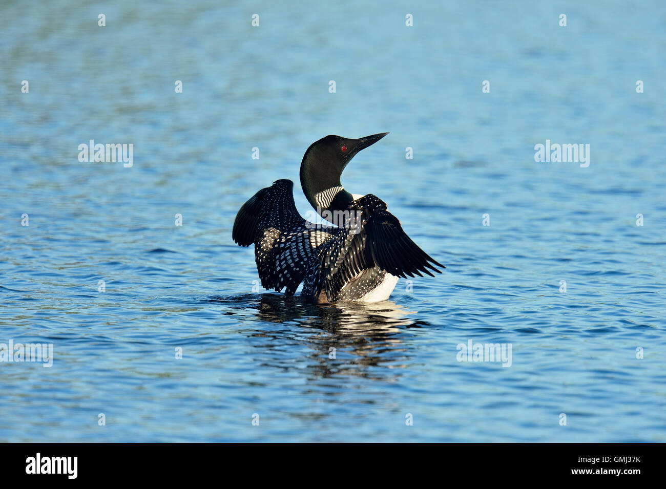 Common loon (Gavia immer) stretching wings, Seney National wildlife ...