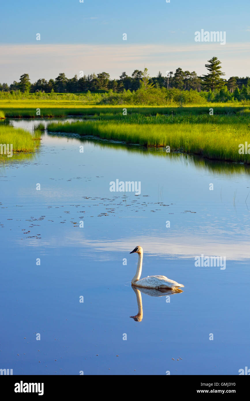 Trumpeter swan (Cygnus buccinator) in wetland pond, Seney National ...