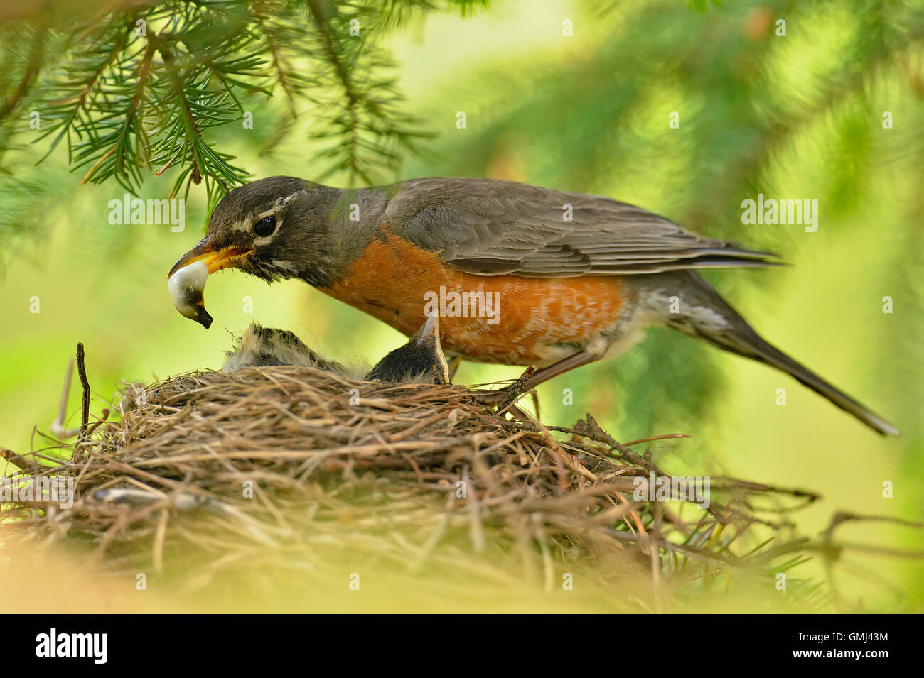 American robin (Turdus migratorius) Adult removing fecal sac, Greater ...