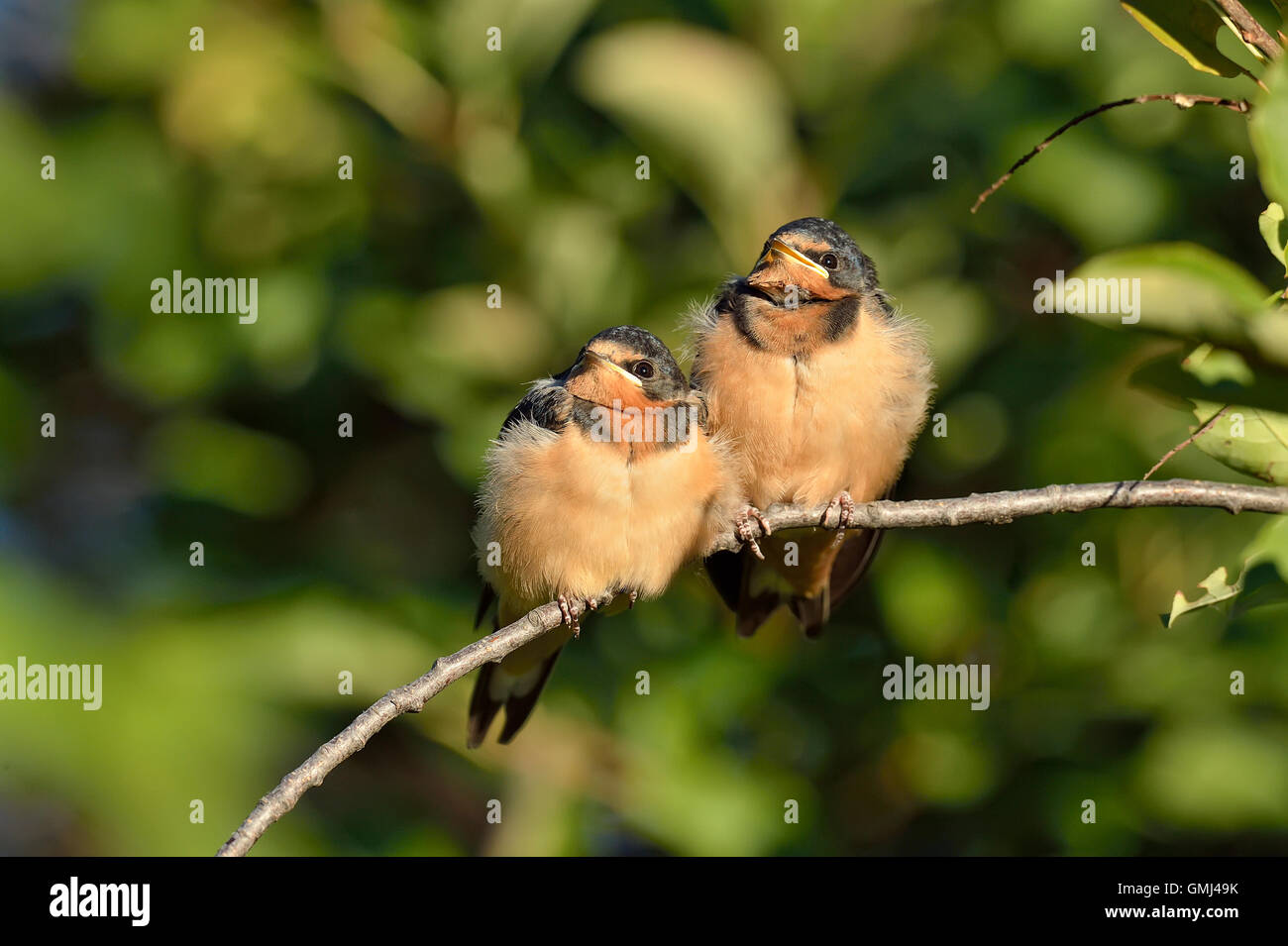 Barn swallow (Hirundo rustica) Fledgling waiting to be fed by parent ...