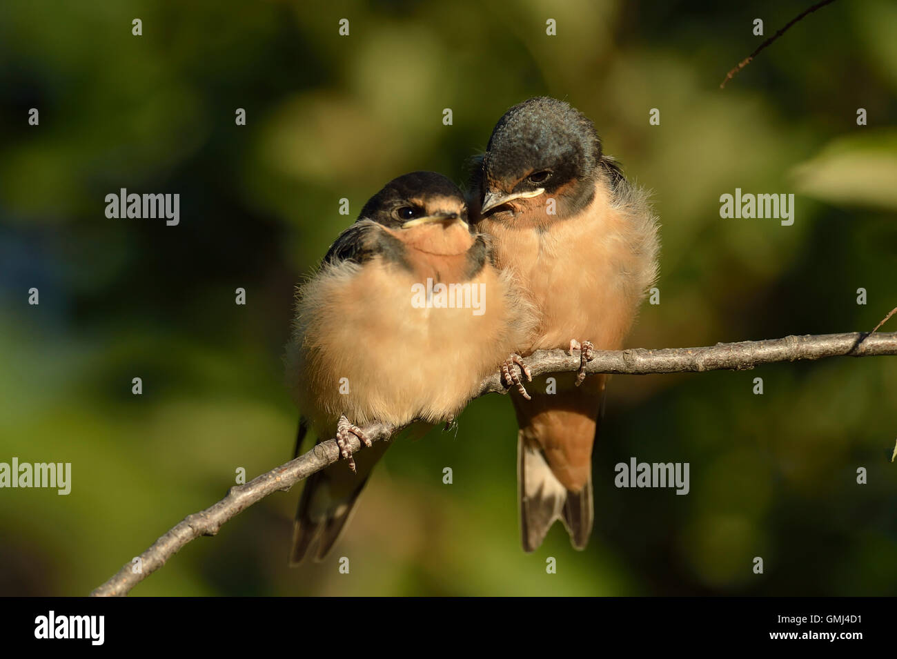 Barn swallow (Hirundo rustica) Fledgling waiting to be fed by parent ...