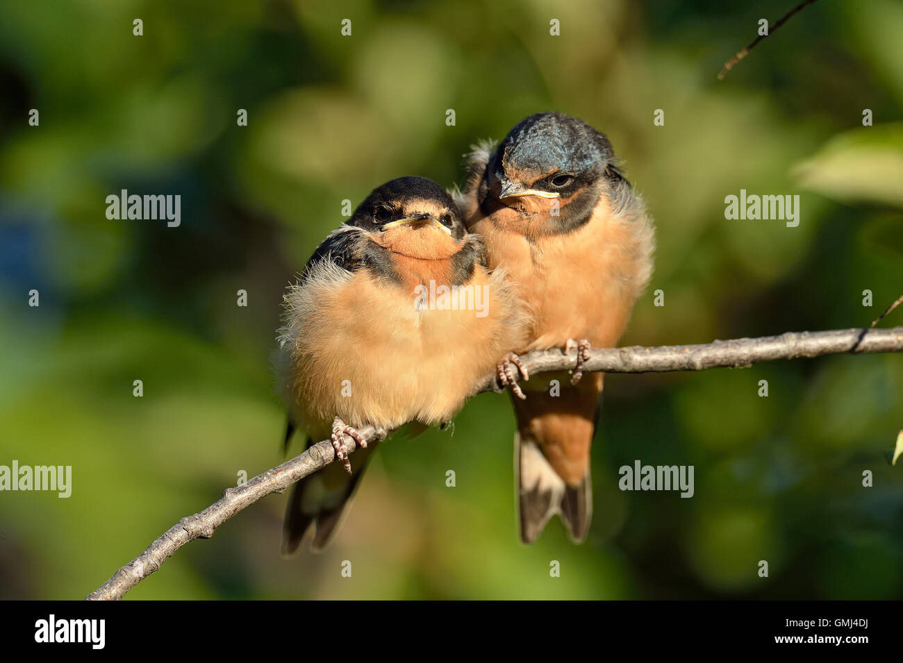 Barn swallow (Hirundo rustica) Fledgling waiting to be fed by parent ...