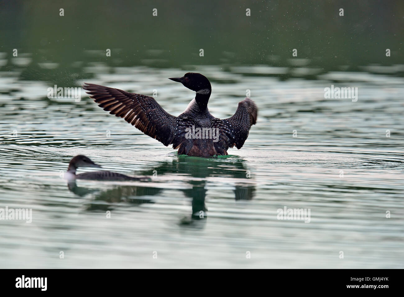 Common loon (Gavia immer) stretching wings on Pine Lake, Wood Buffalo ...