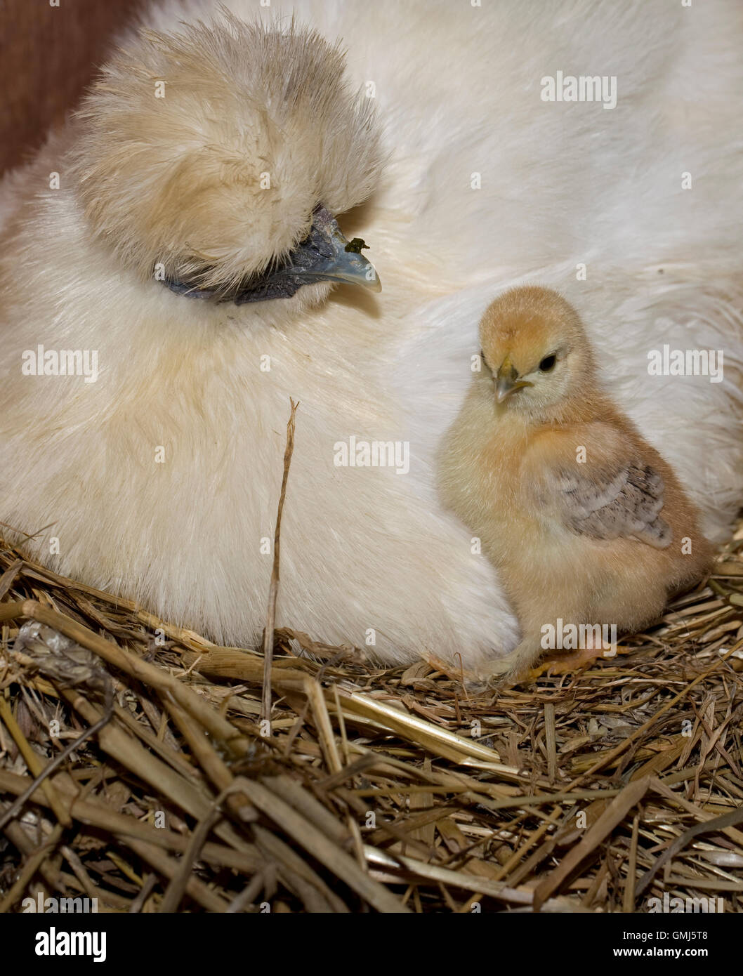 Bantam hen with newly hatched chick Cotswolds UK Stock Photo - Alamy
