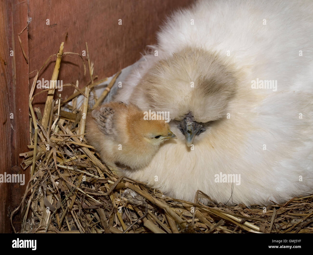 Bantam hen with newly hatched chick Cotswold UK Stock Photo - Alamy