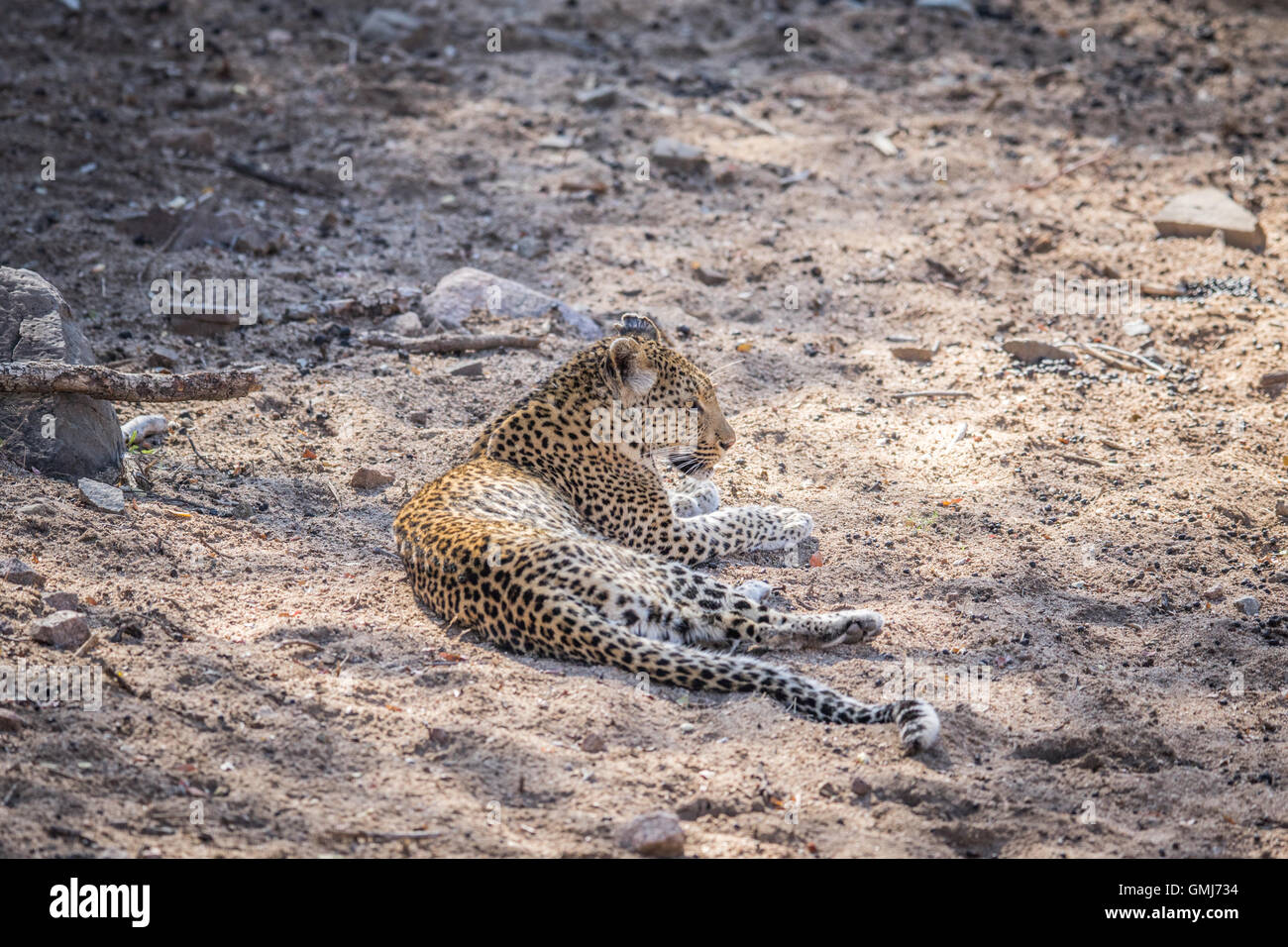Leopard laying down in the Kruger National Park, South Africa Stock ...