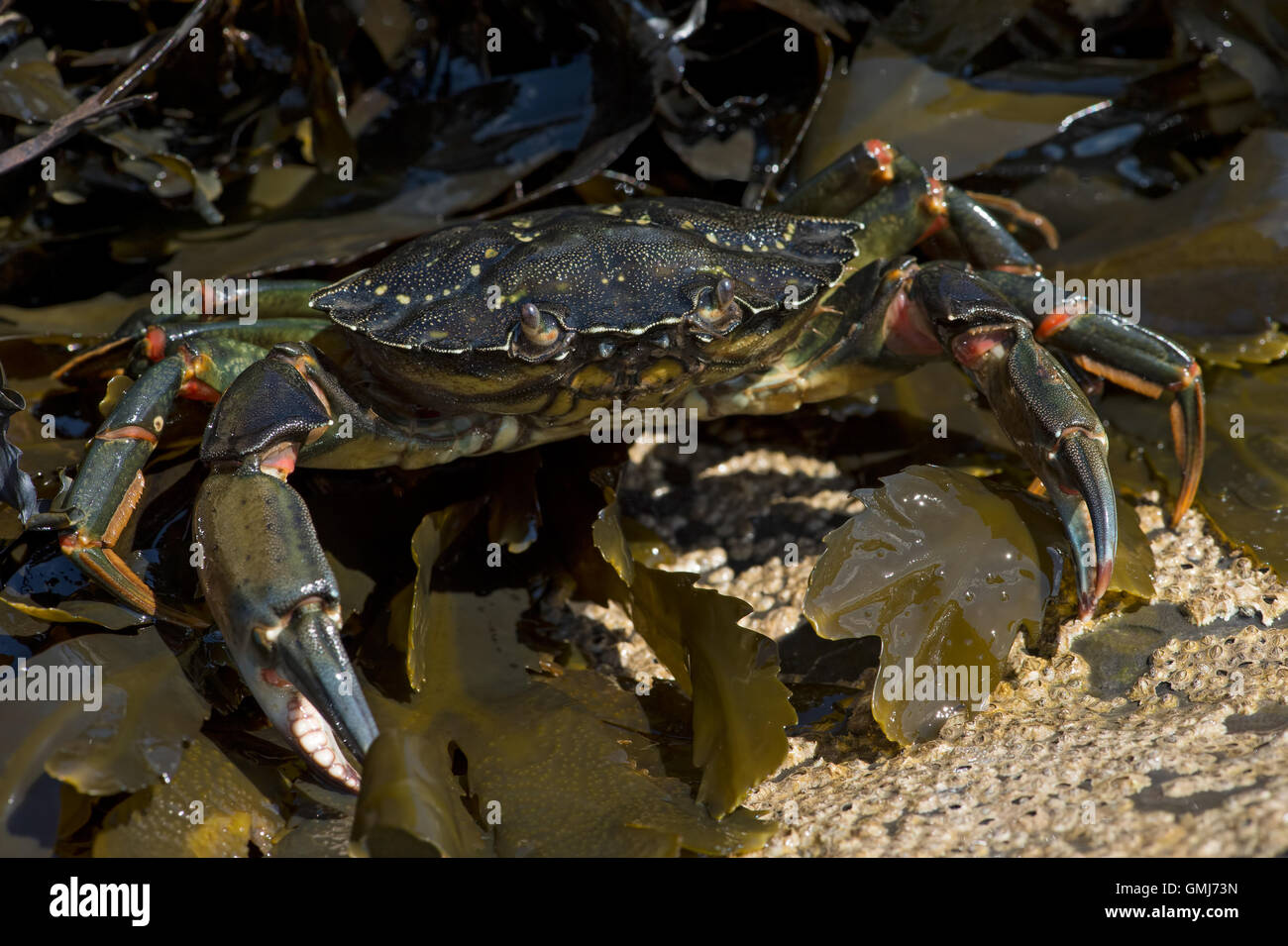 Green Shore Crab (Carcinus Maenus Stock Photo - Alamy