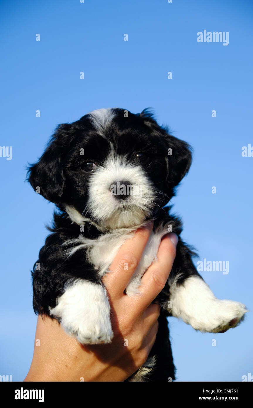Puppy in hand hi-res stock photography and images - Alamy