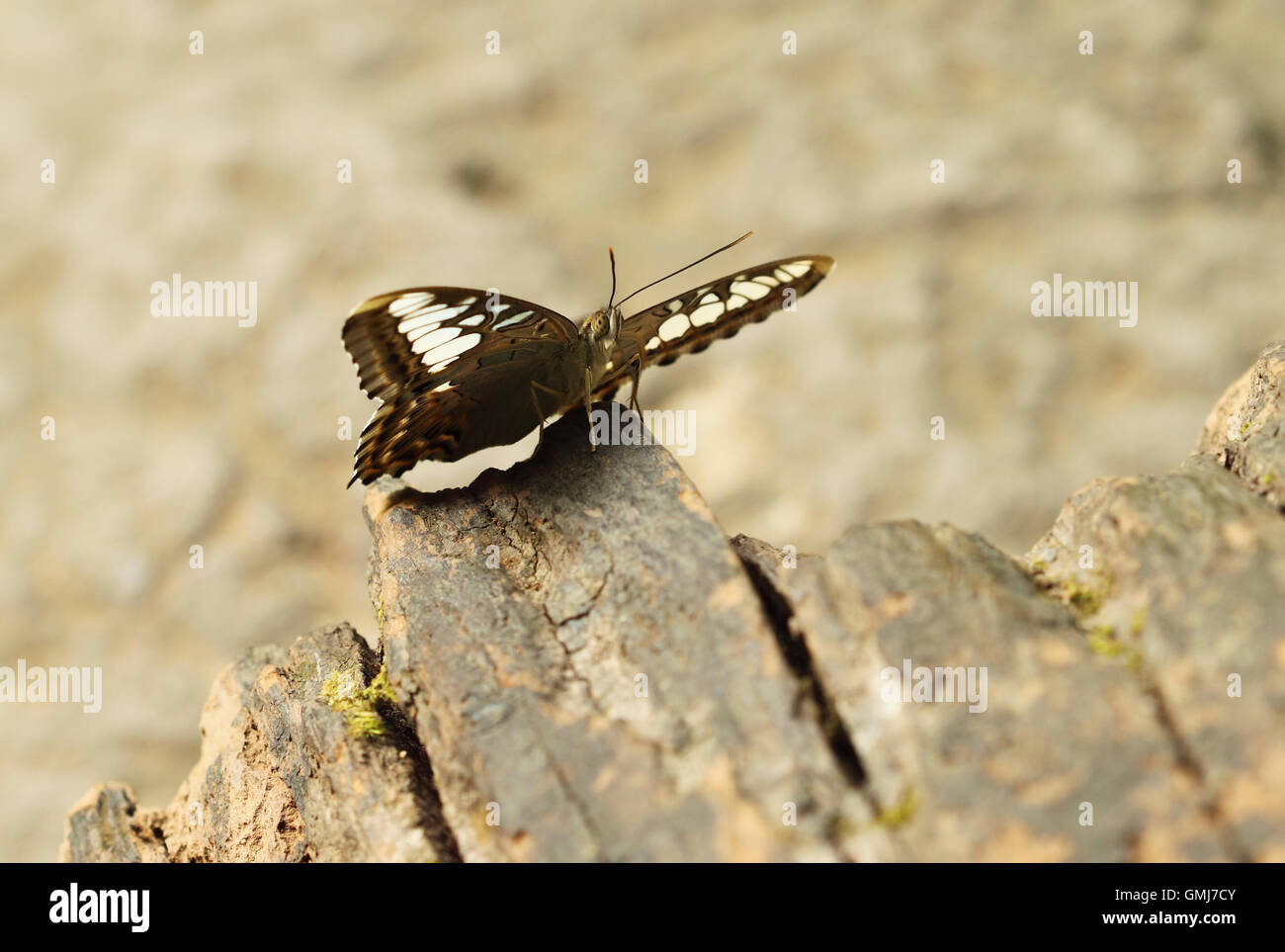 clipper butterfly ( parthenos sylvia) resting Stock Photo - Alamy