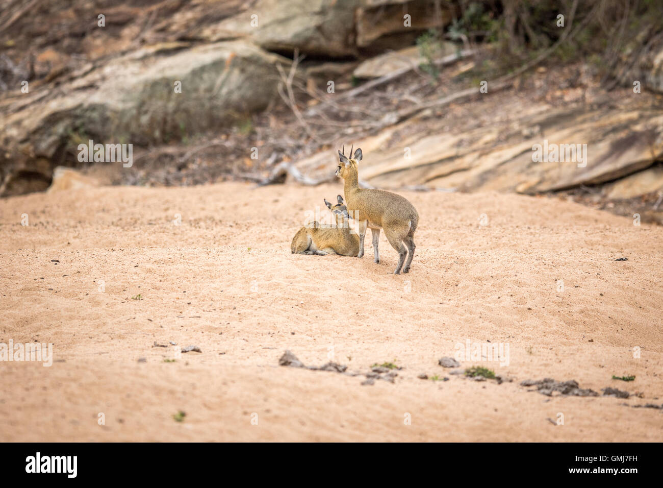 Klipspringers hi-res stock photography and images - Alamy