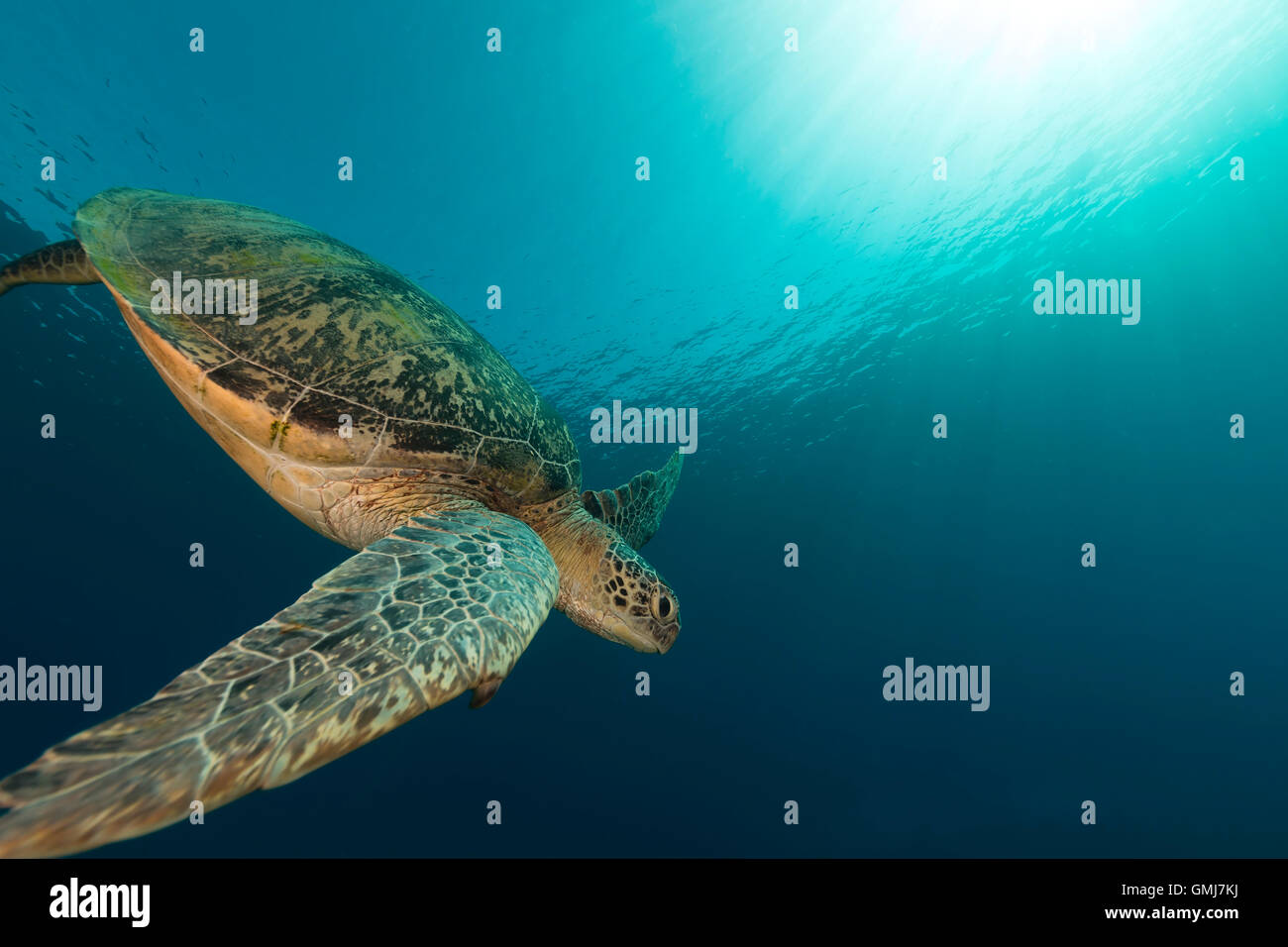 Female green turtle in the Red Sea Stock Photo - Alamy
