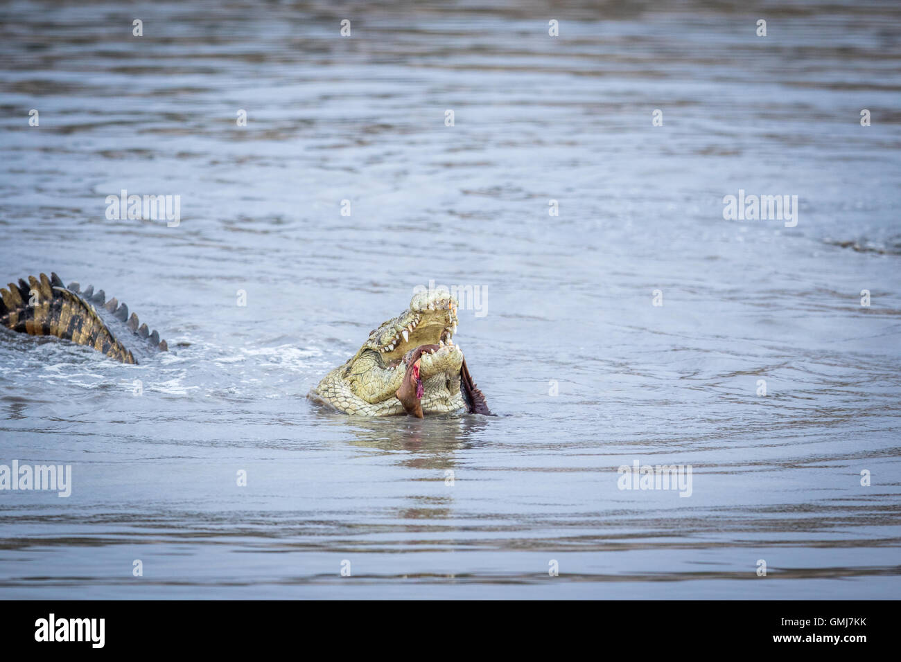 Nile crocodile impala in hi-res stock photography and images - Alamy