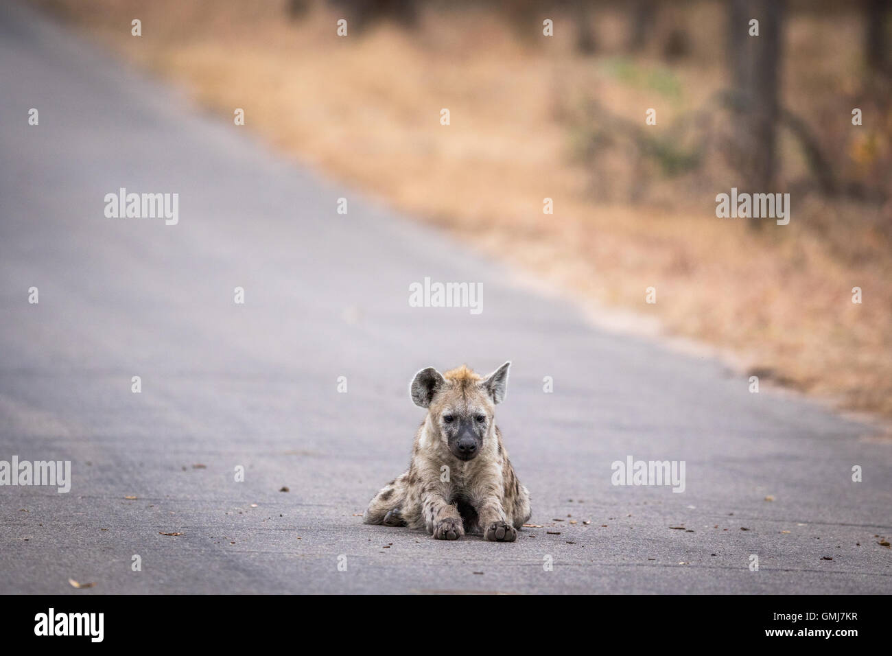 Hyena pup laying hi-res stock photography and images - Alamy