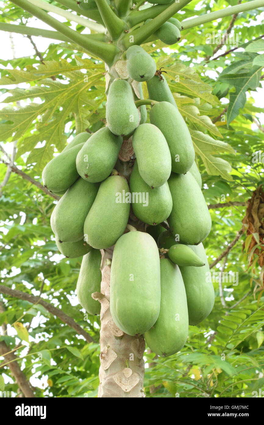 papaya on the tree Stock Photo - Alamy