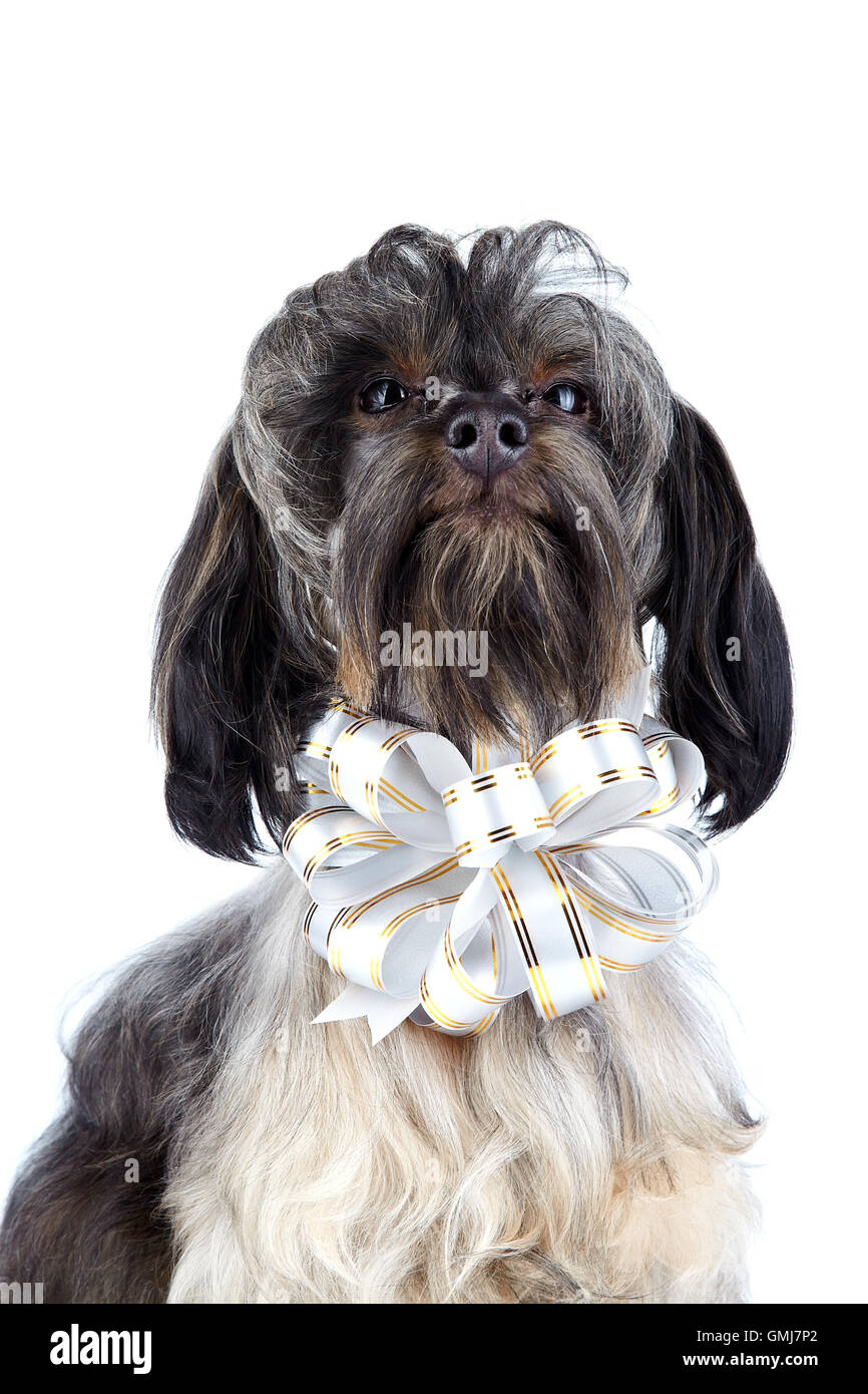 Portrait of a decorative shaggy doggie with a bow Stock Photo - Alamy