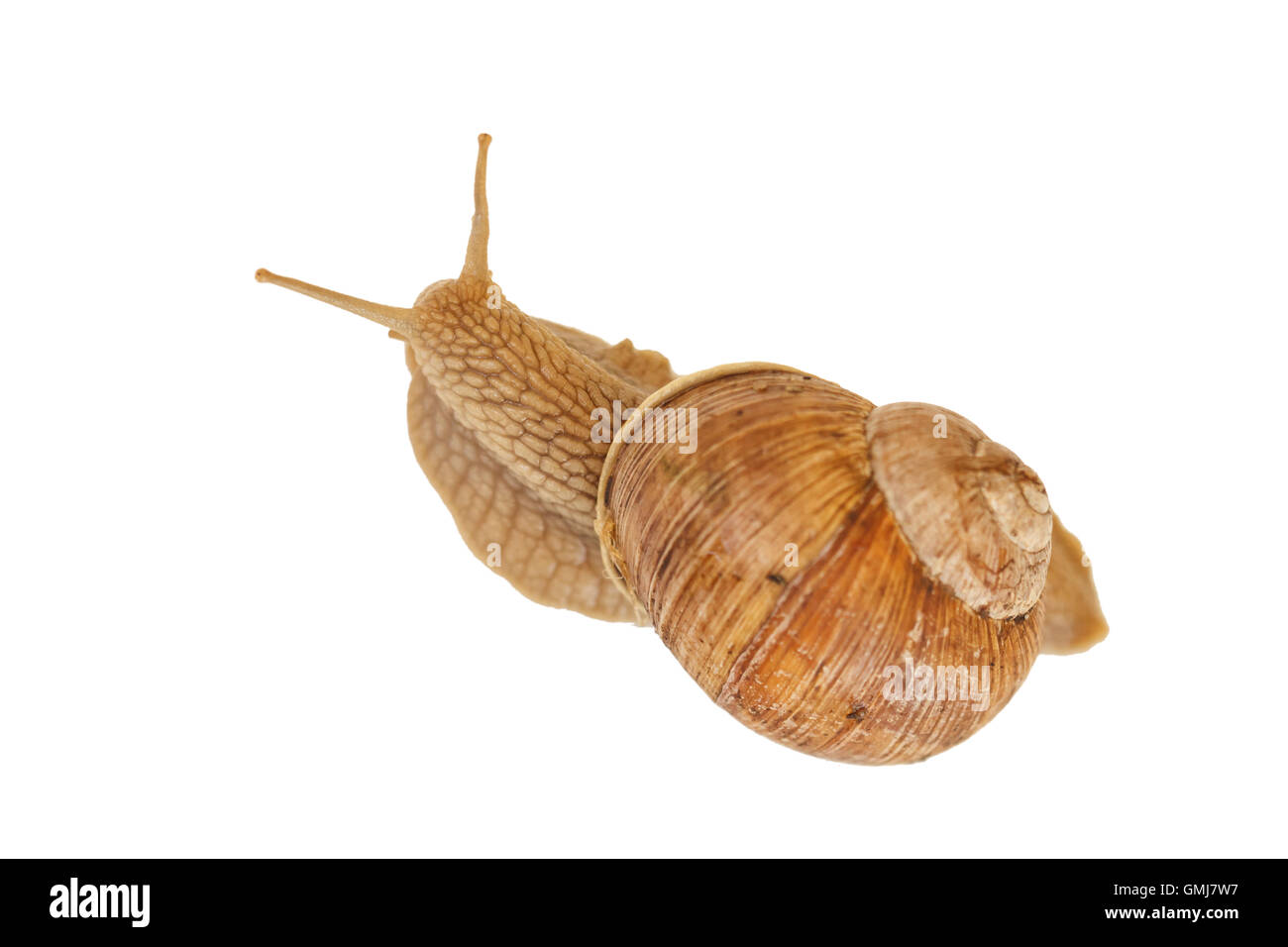 How snails move Cut Out Stock Images & Pictures - Alamy