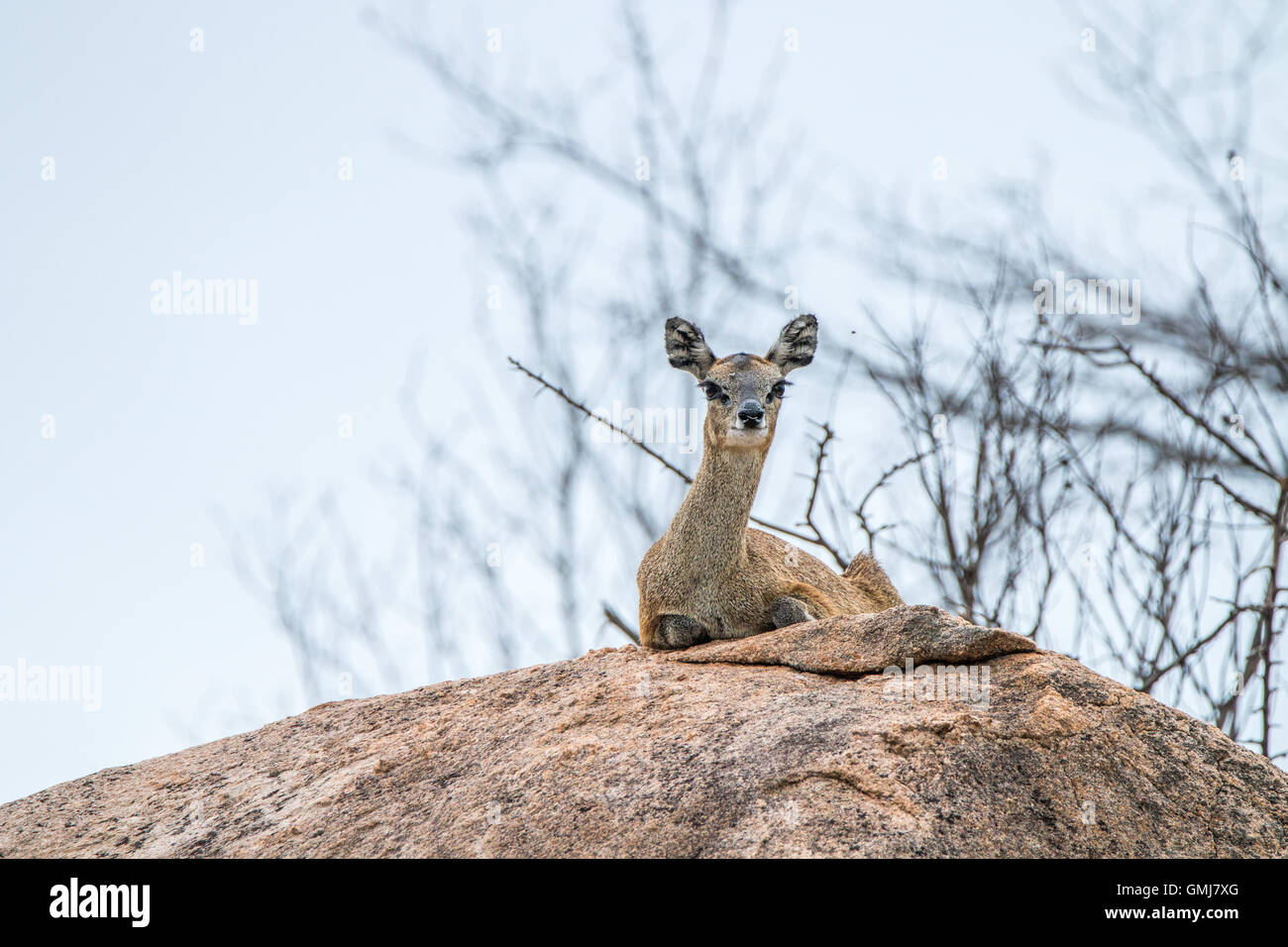 A female Klipspringer laying on a rock in the Kruger National Park ...