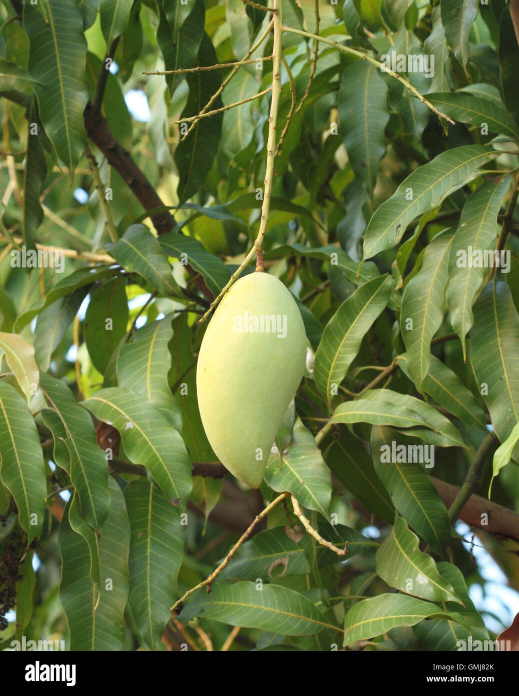 mango on tree of Thailand (Southeast Asia Stock Photo - Alamy