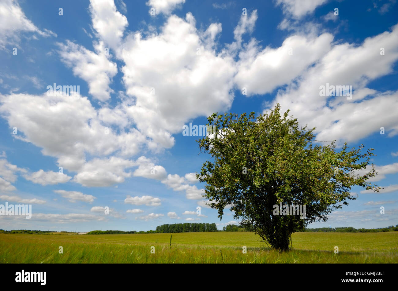 Tree on field Stock Photo - Alamy