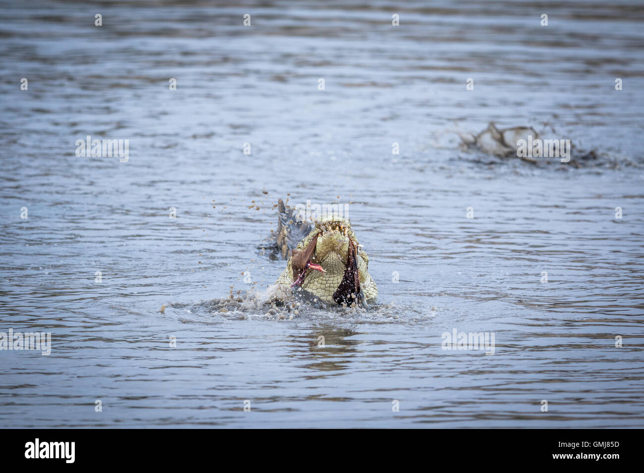 Crocodile eating an Impala in a dam in the Kruger National Park, South ...