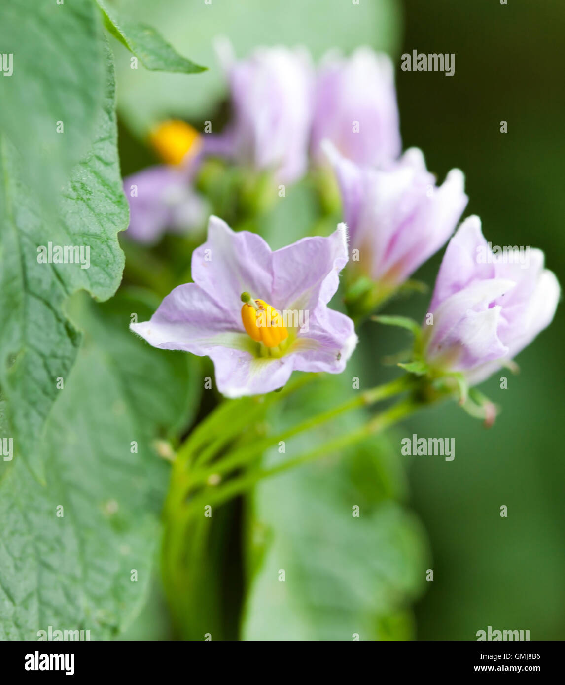 flower of a potato plant Stock Photo - Alamy