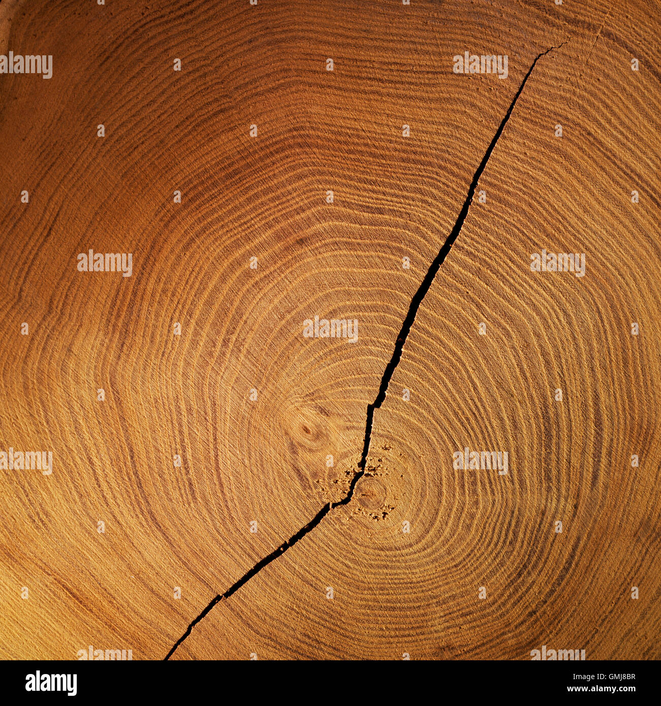 Close up of a tree stump Stock Photo - Alamy