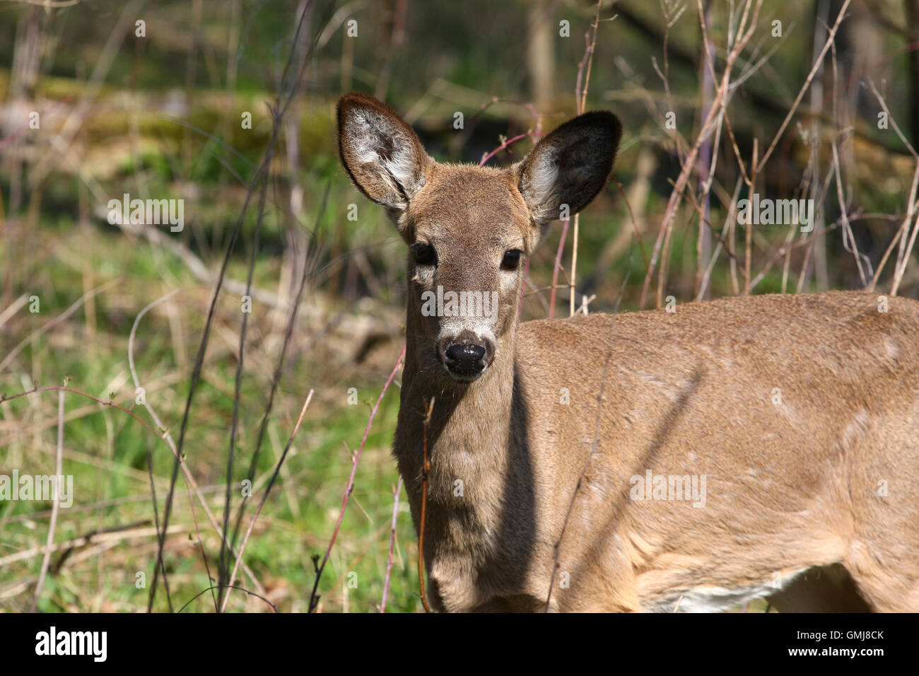 Deer reproduction animal hi-res stock photography and images - Alamy