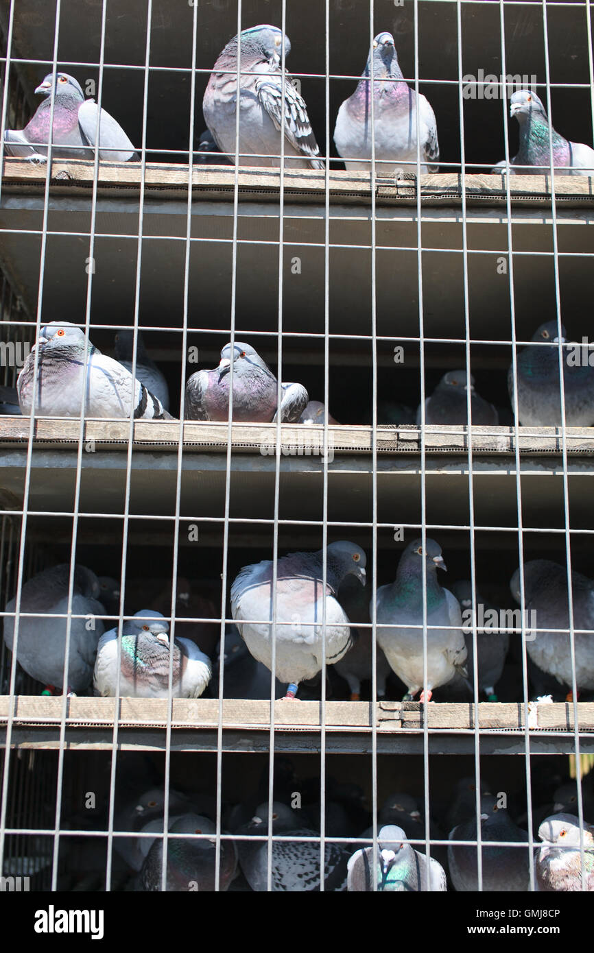 doves in the coop Stock Photo - Alamy