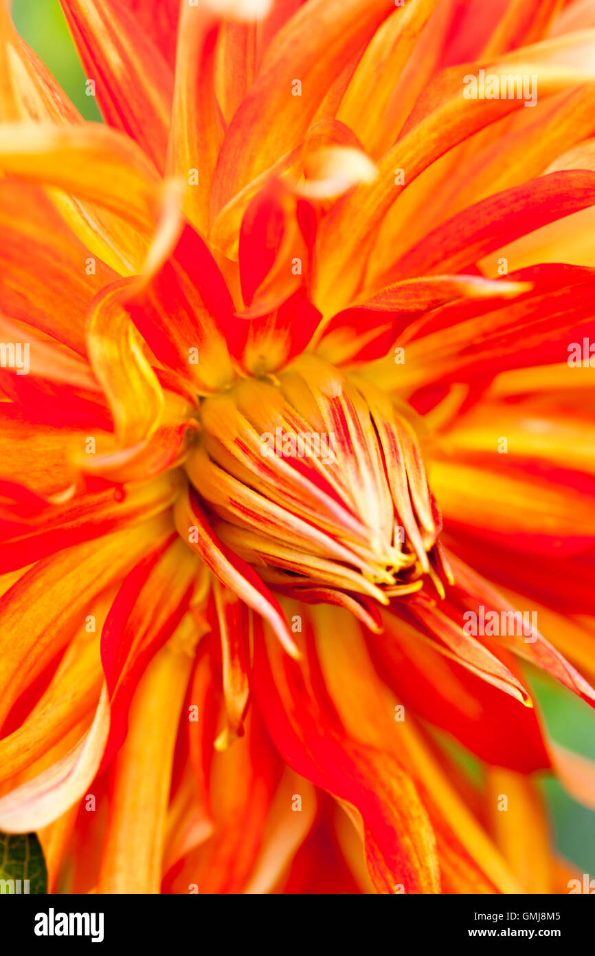Dahila hi-res stock photography and images - Alamy