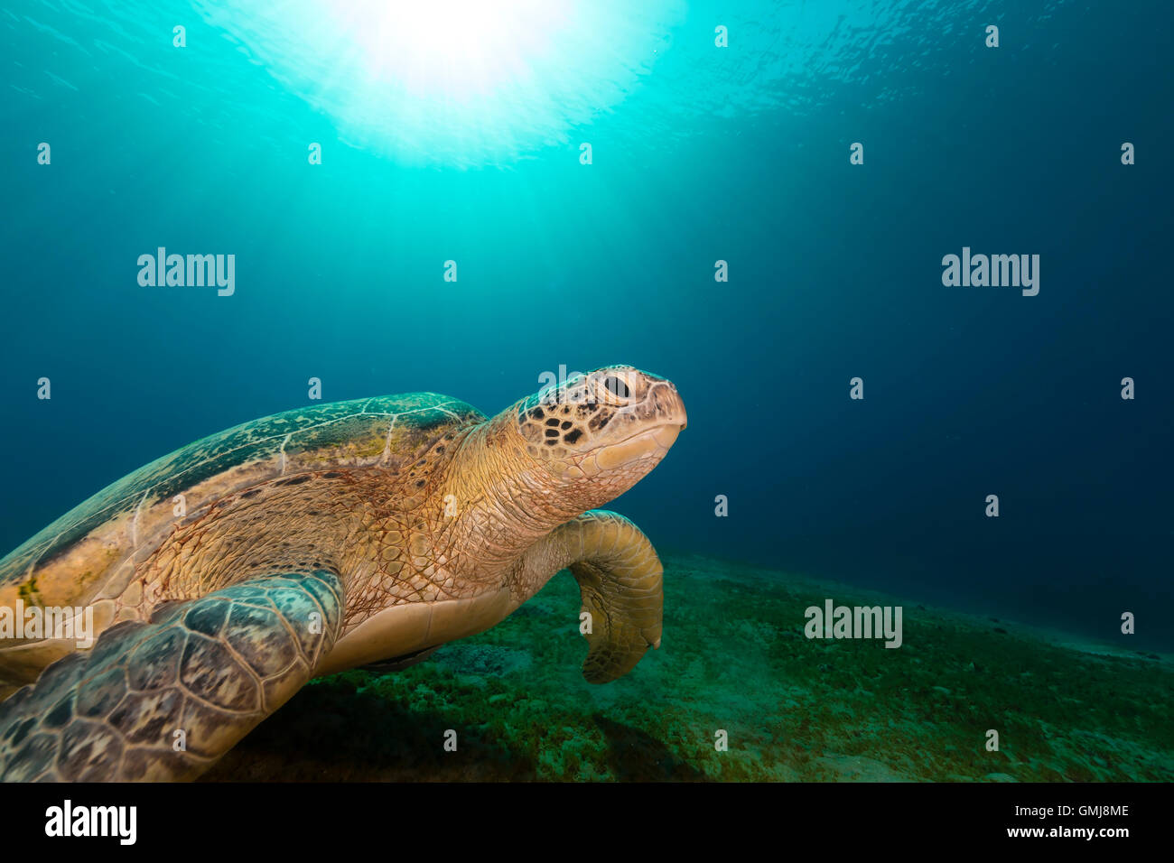 Female green turtle in the Red Sea Stock Photo - Alamy
