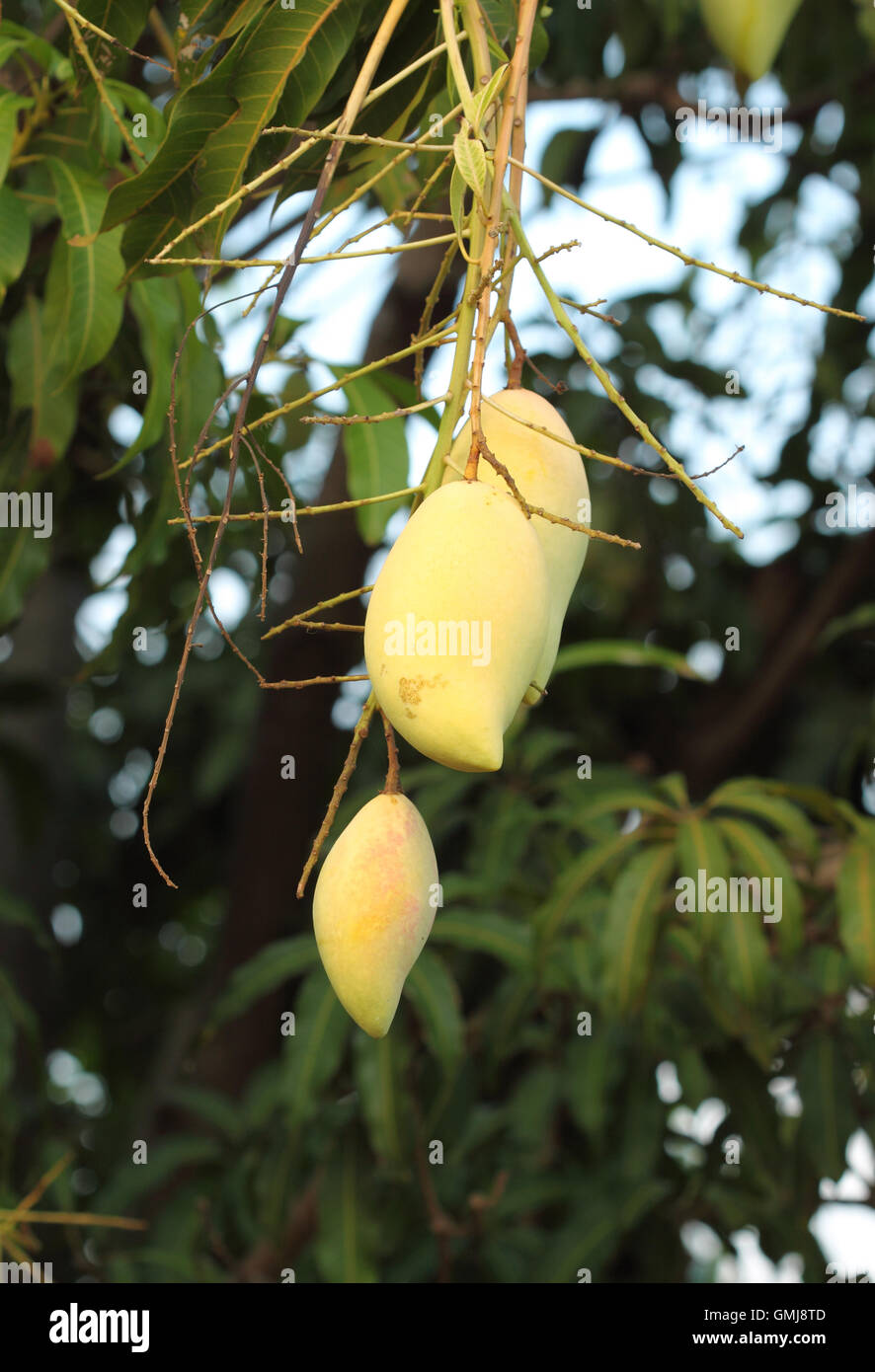 golden mango on tree Stock Photo - Alamy