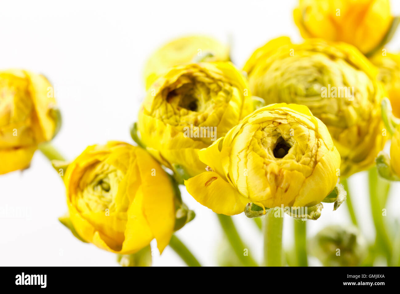 Yellowcup hi-res stock photography and images - Alamy