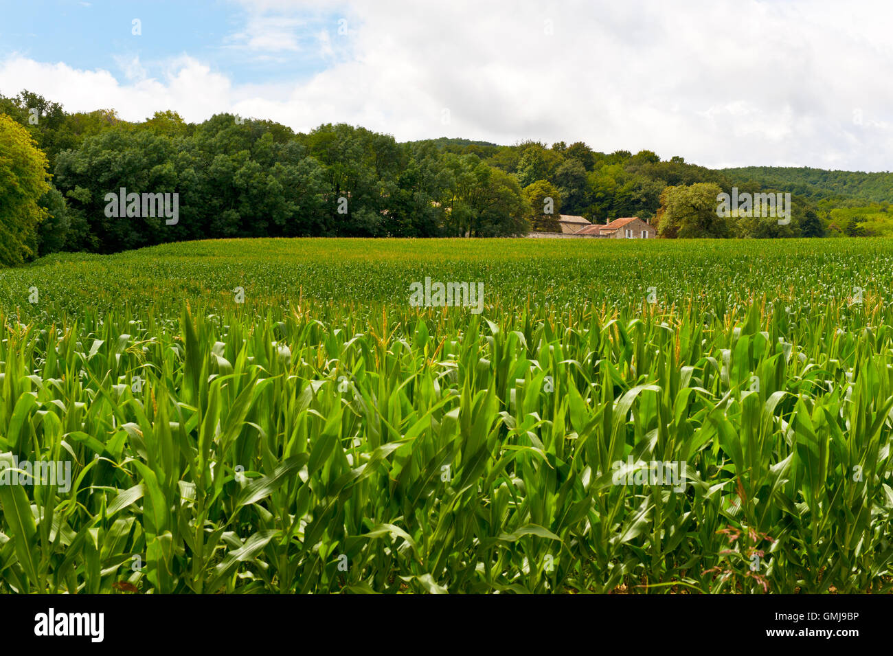 Fodder Corn High Resolution Stock Photography and Images - Alamy