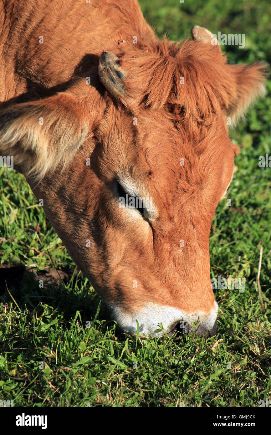 Portrait of a brown cow Stock Photo - Alamy