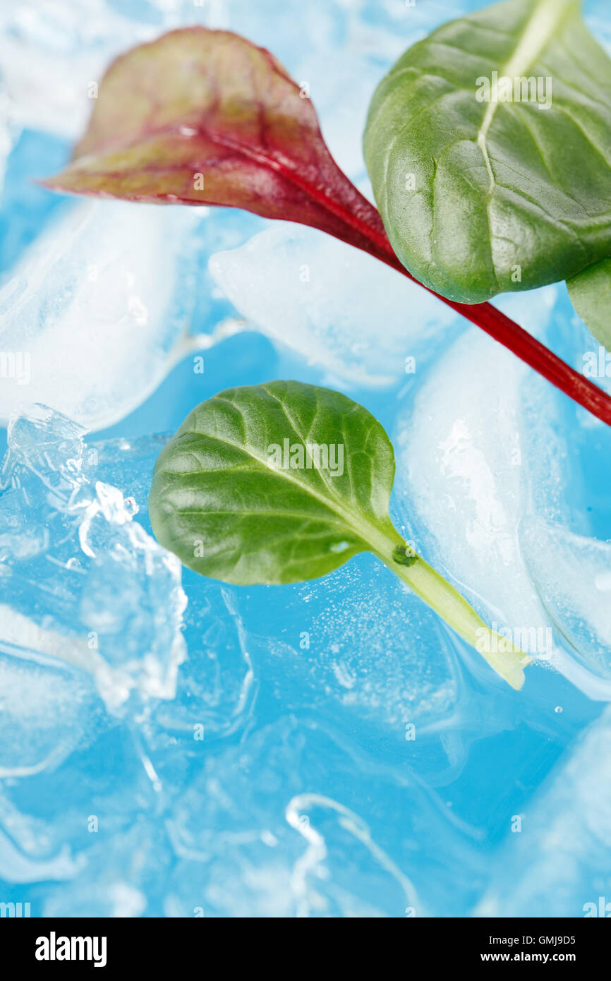 ice and leaves Stock Photo - Alamy