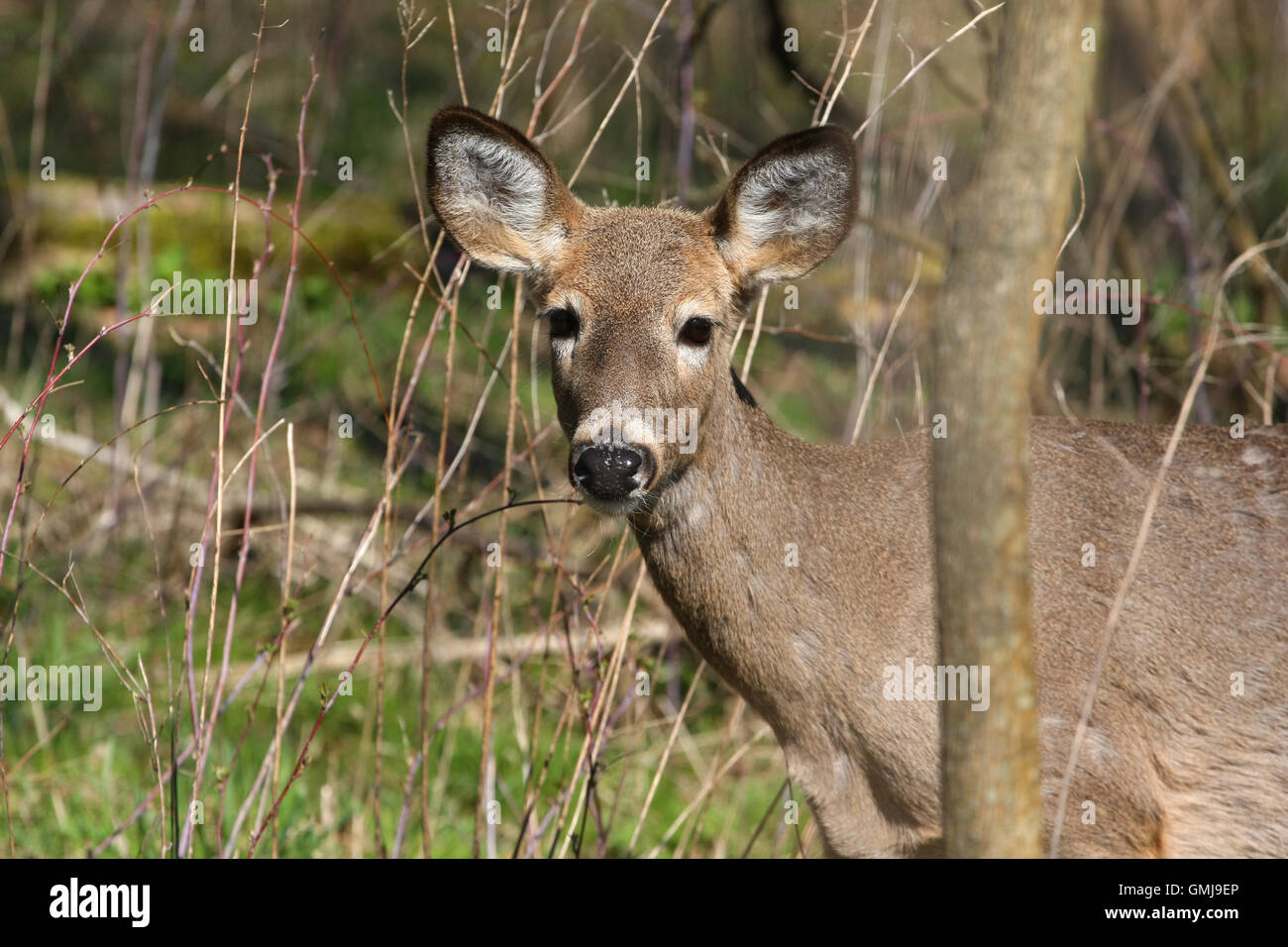 Deer reproduction animal hi-res stock photography and images - Alamy