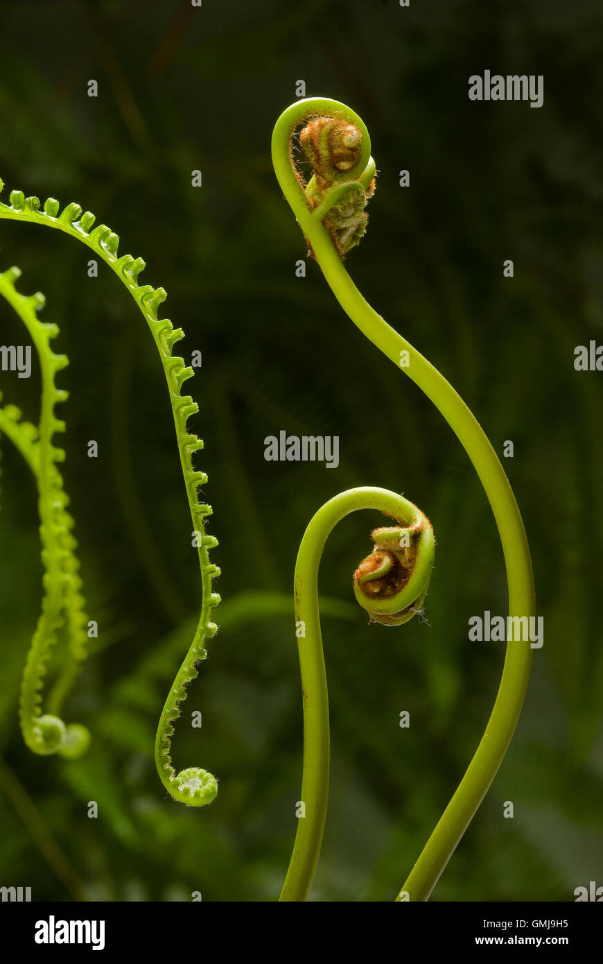 Fern curve hi-res stock photography and images - Alamy