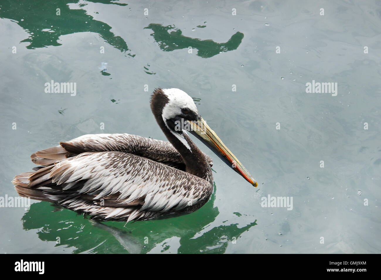 El pelícano peruano (Pelecanus thagus) es una especie de ave marina de ...