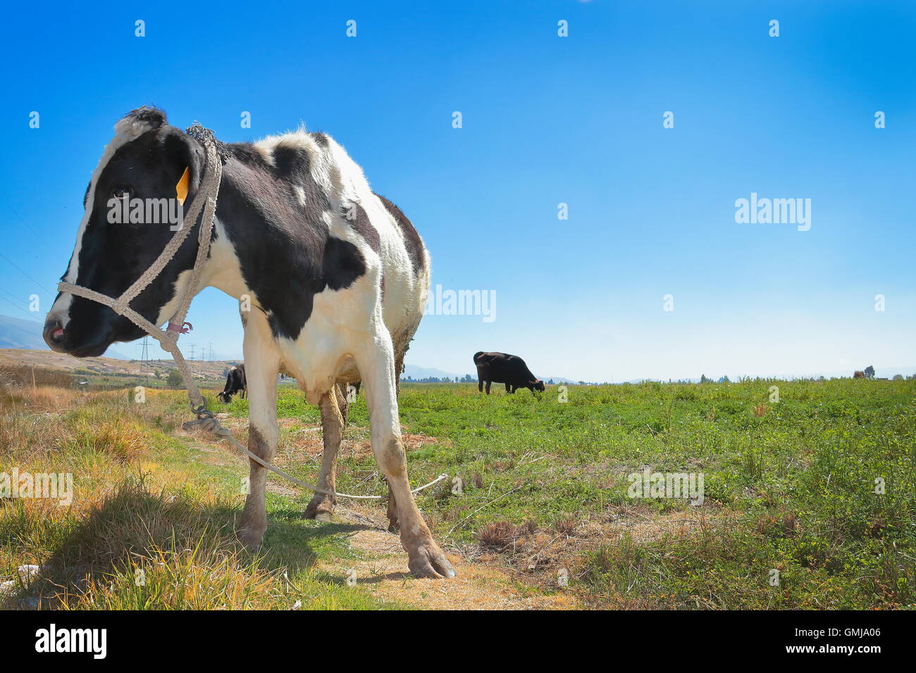 Vaca holstein hi-res stock photography and images - Alamy