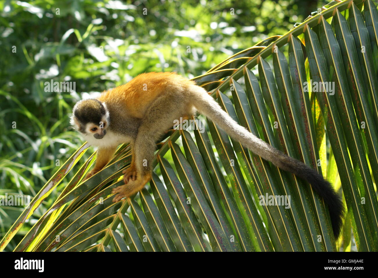 Jungle Palm Squirrel