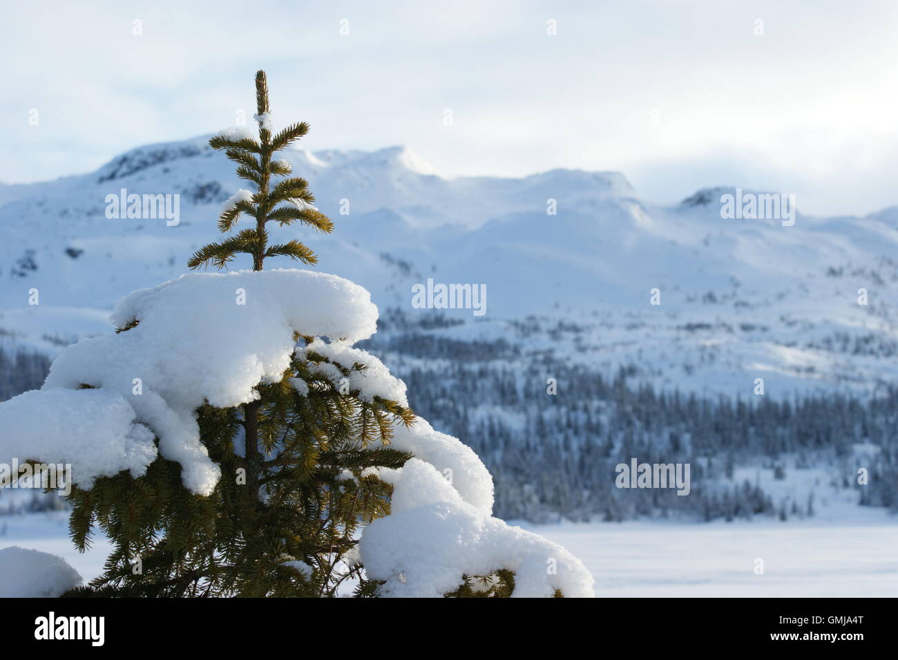 Norway spruce snow hi-res stock photography and images - Alamy