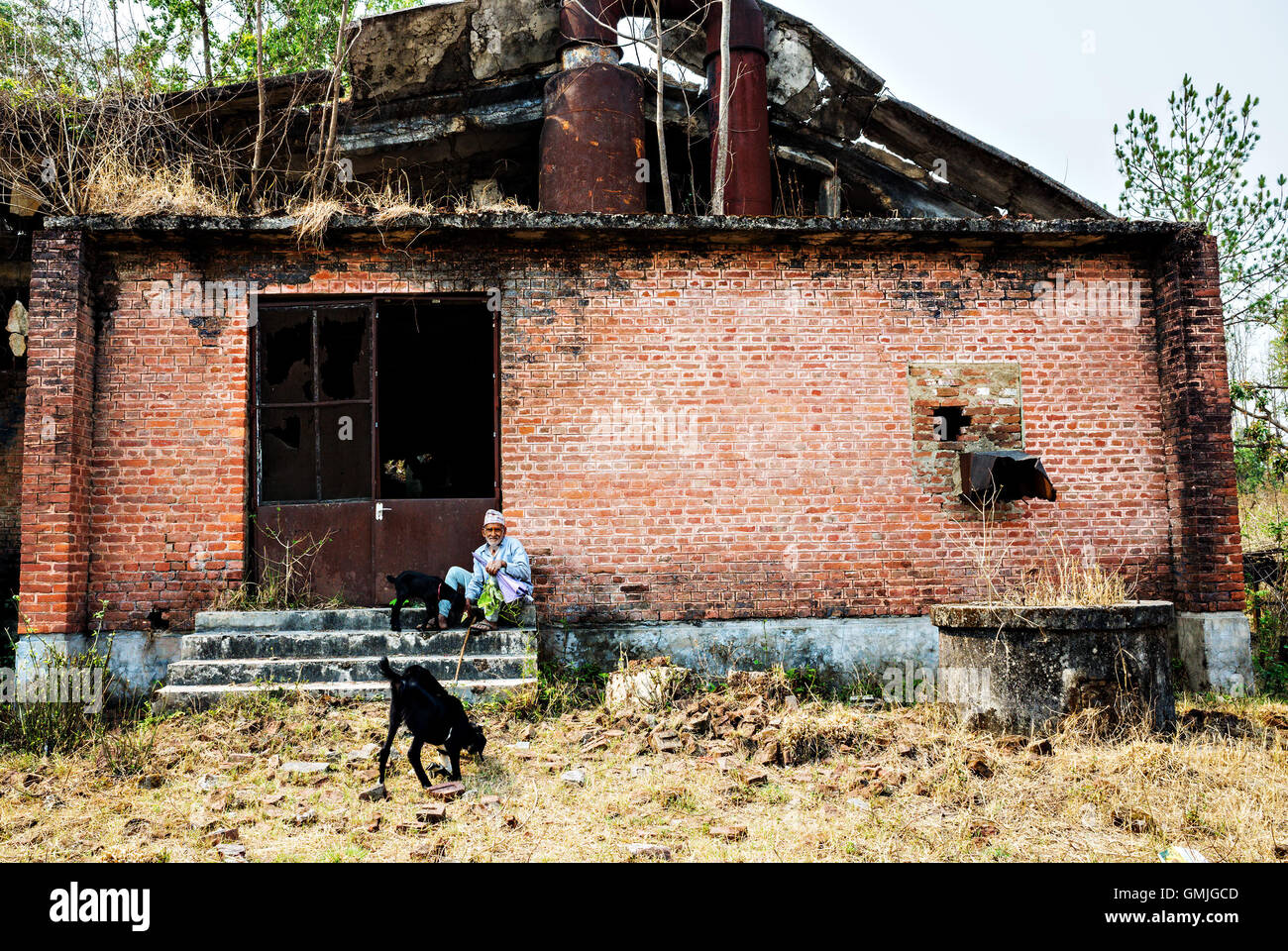 Old man and goats hi-res stock photography and images - Alamy