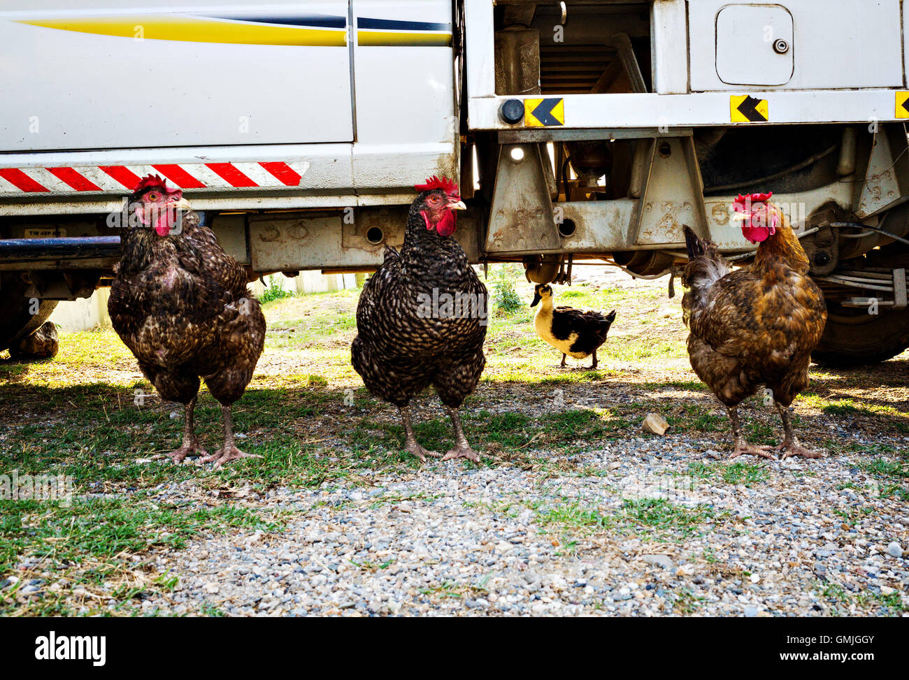 Three chickens and a duck Stock Photo - Alamy