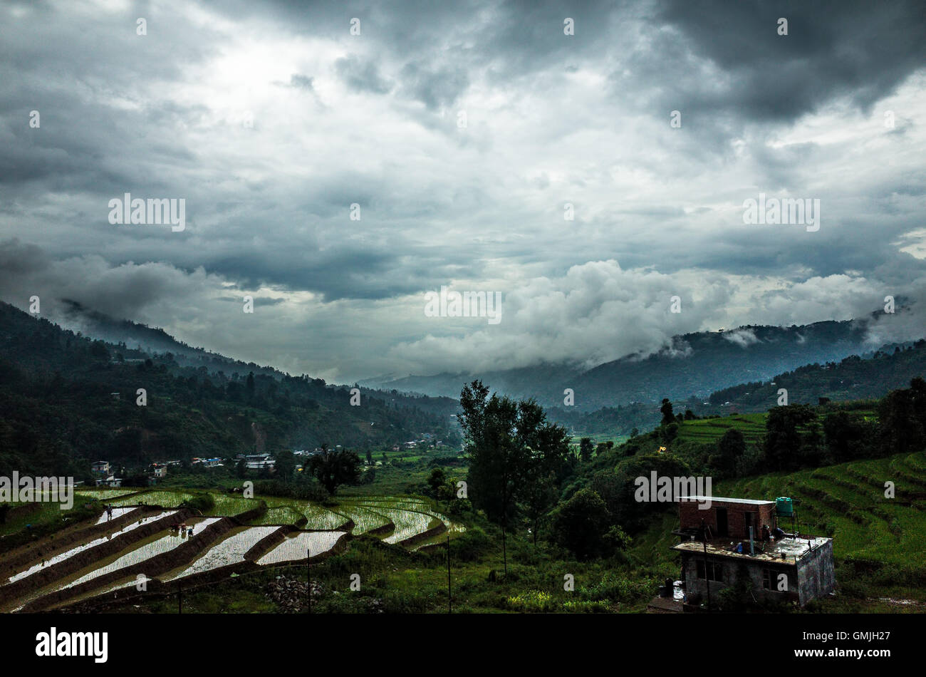 beautiful landscape of rice (paddy) fields in monsoon season rainy and ...