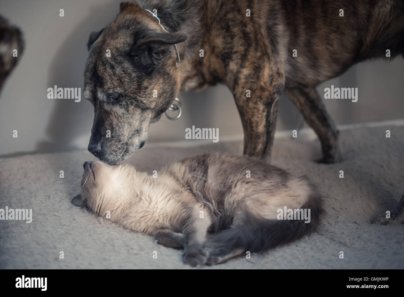 Friendly pets cuddle Stock Photo - Alamy