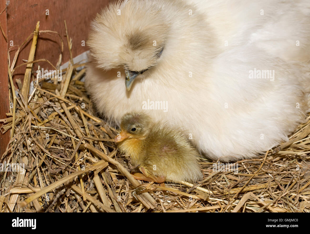 White Bantam hen with newly hatched duckling Cotswolds UK Stock Photo ...