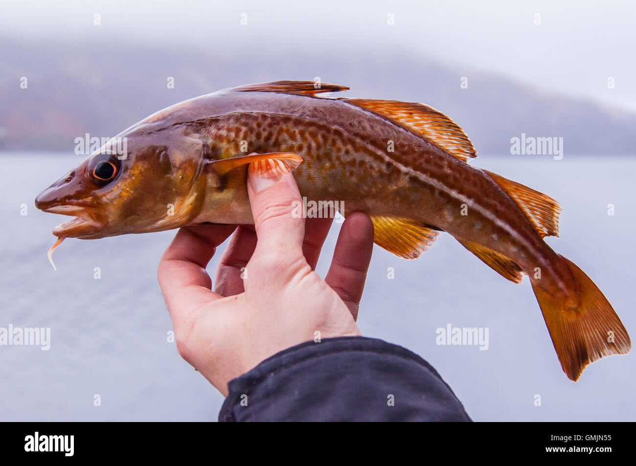 Freshly caught cod on angler's hand with Scottish loch in the ...